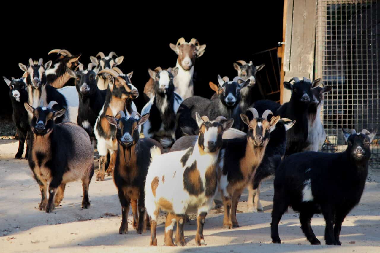 Pygmy Goat | Southwick's Zoo