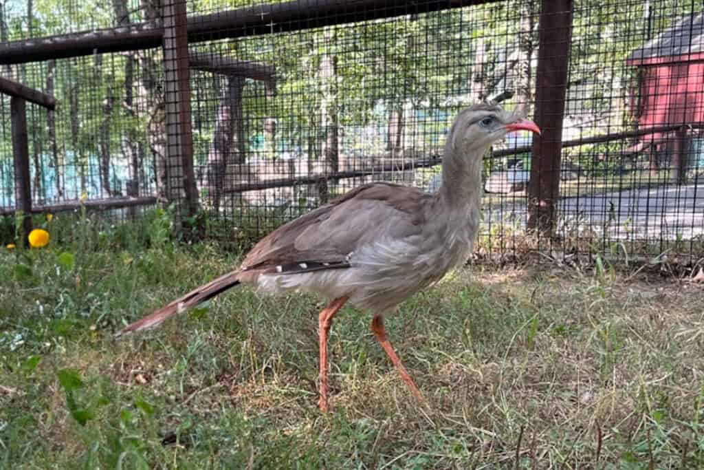 Red Legged Seriema | Southwick's Zoo