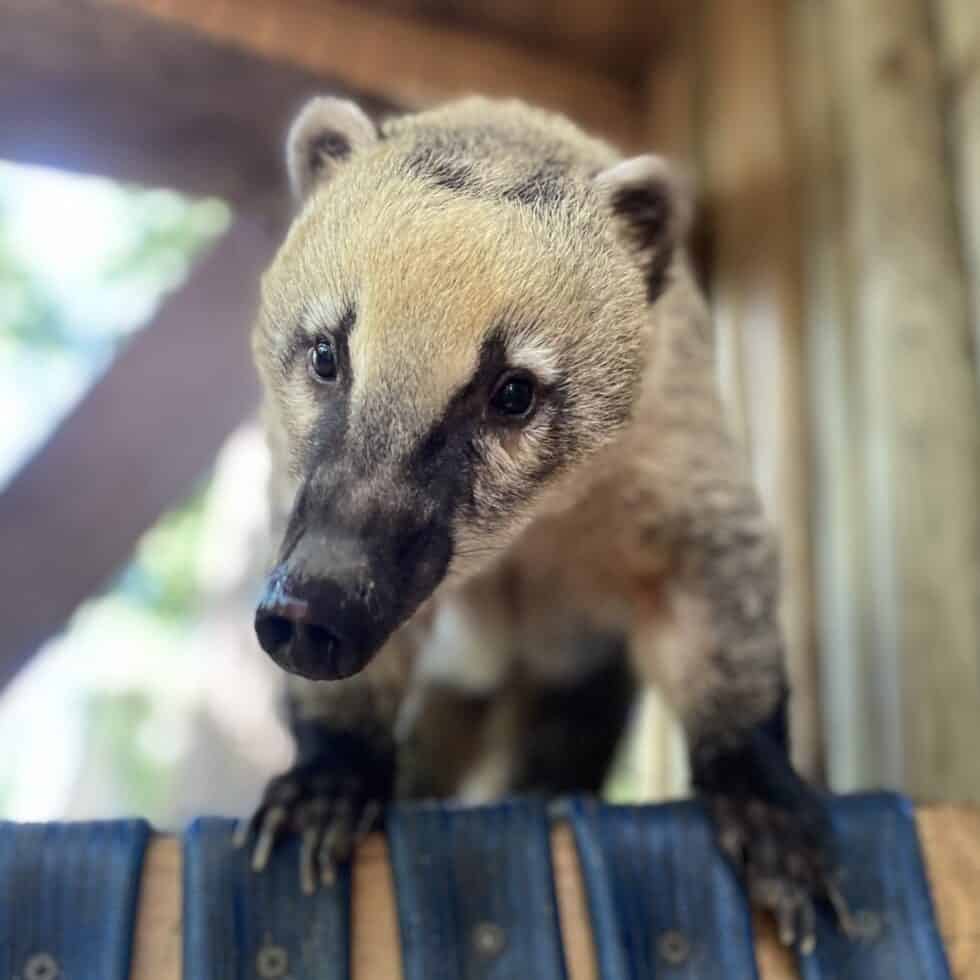 South American Coatimundi | Southwick's Zoo