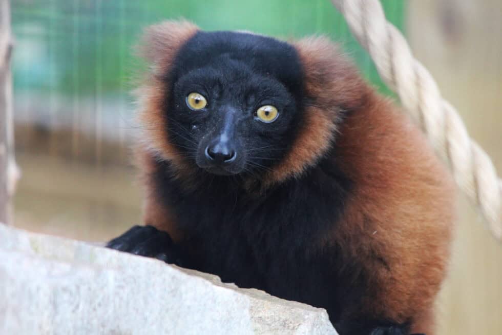 Red Ruffed Lemur | Southwick's Zoo