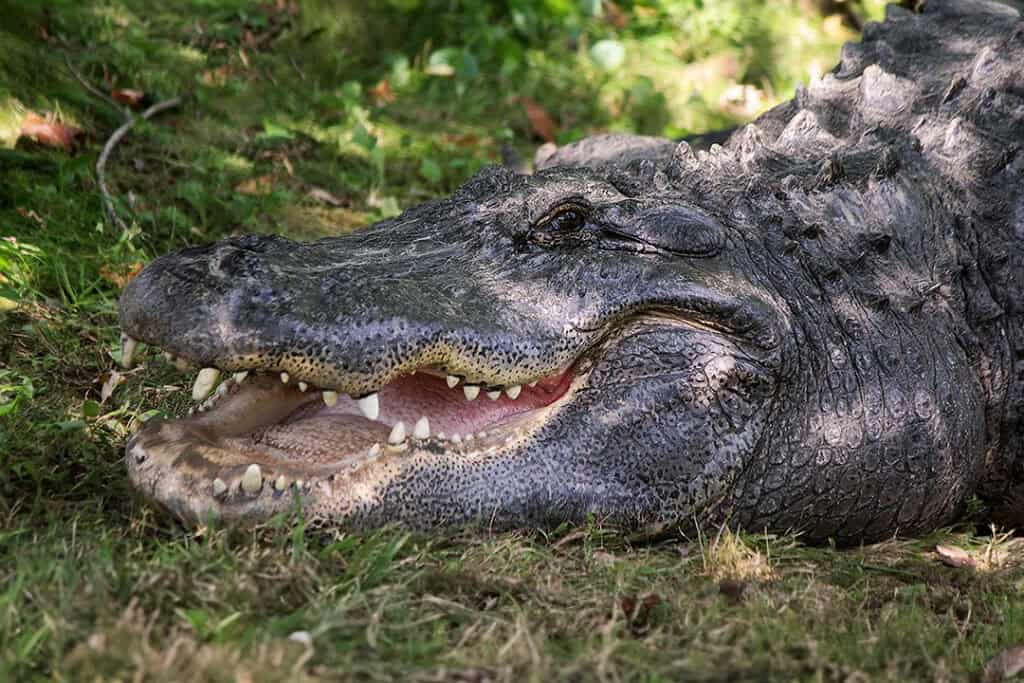 American Alligator | Southwick's Zoo