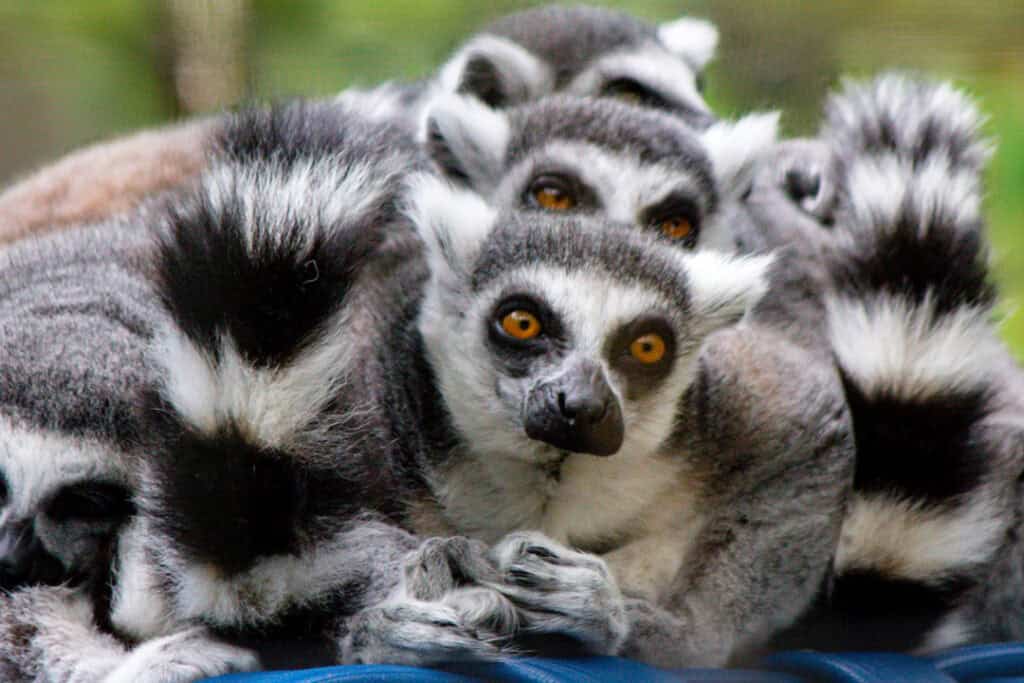 Ring-Tailed Lemur | Southwick's Zoo
