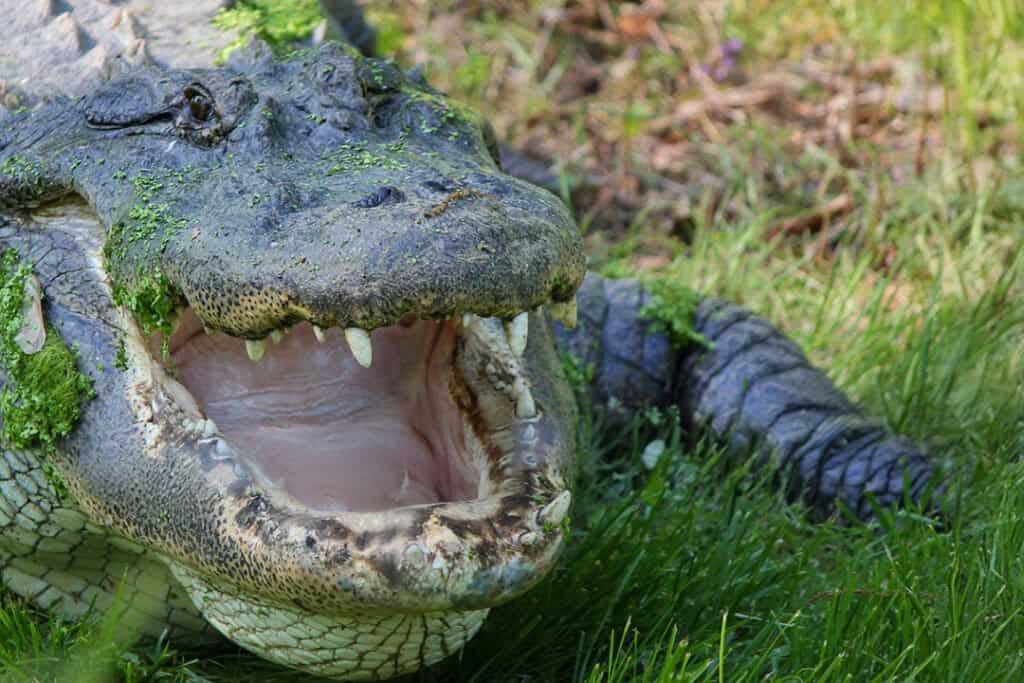American Alligator | Southwick's Zoo