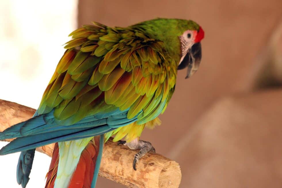 Great Green Macaw | Southwick's Zoo