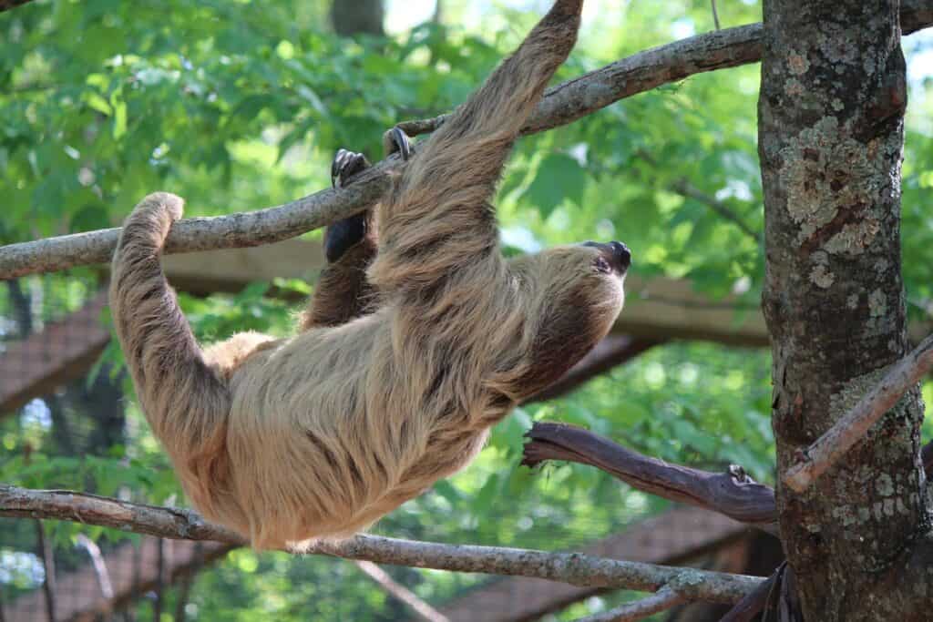 Two Toed Sloth | Southwick's Zoo