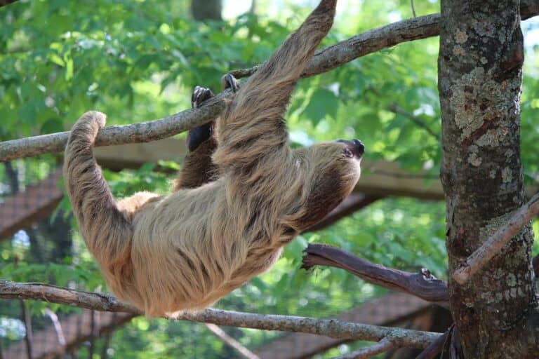 Visitor Info | Southwick's Zoo