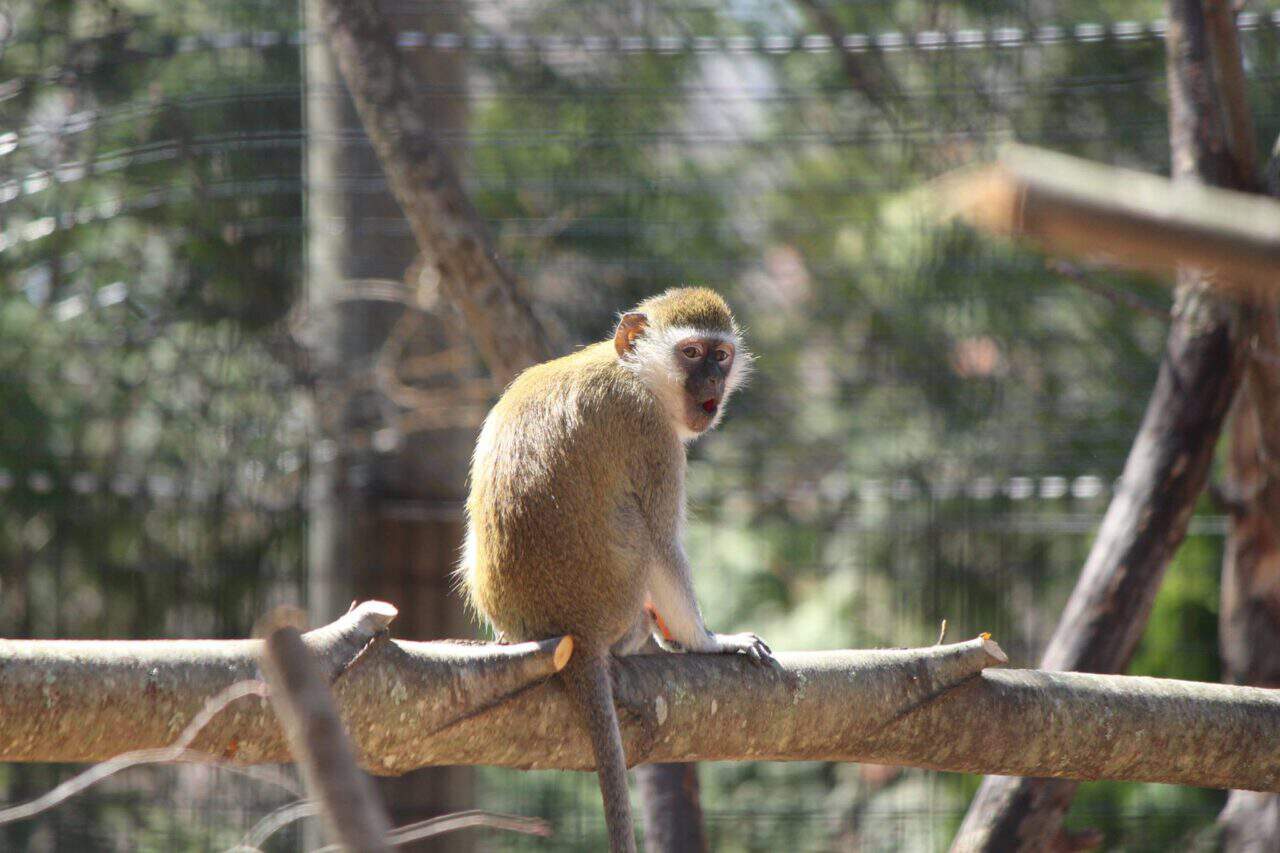 Grivet Monkey | Southwick's Zoo