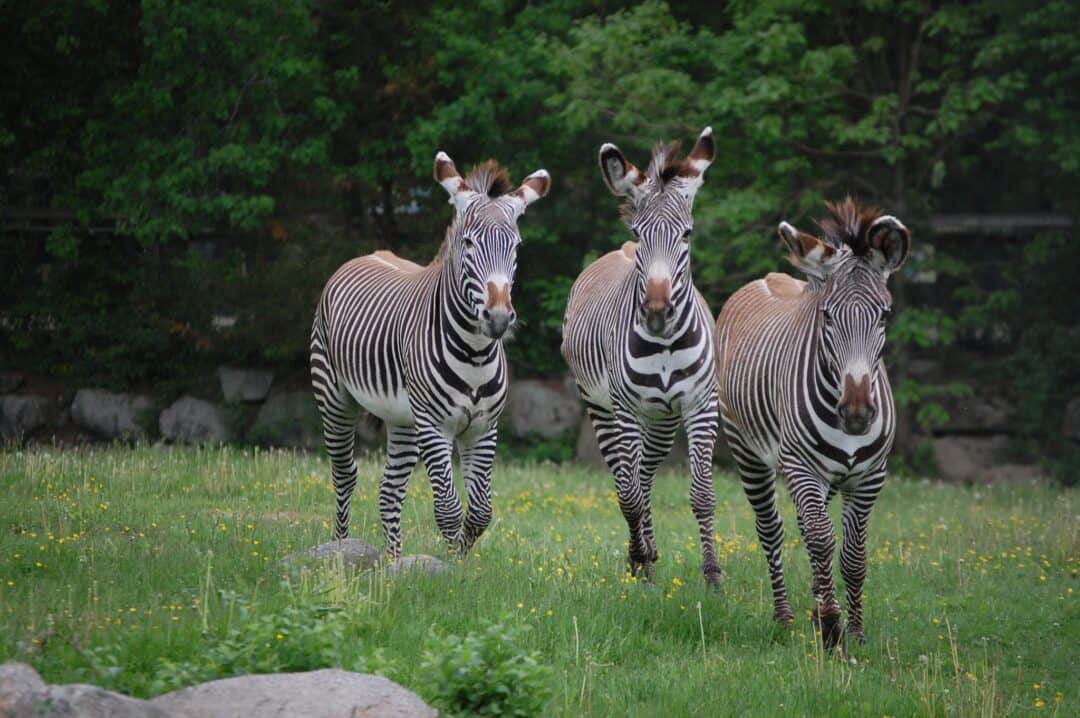 Grant's Zebra | Southwick's Zoo