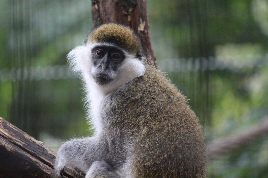 Grivet Monkey | Southwick's Zoo