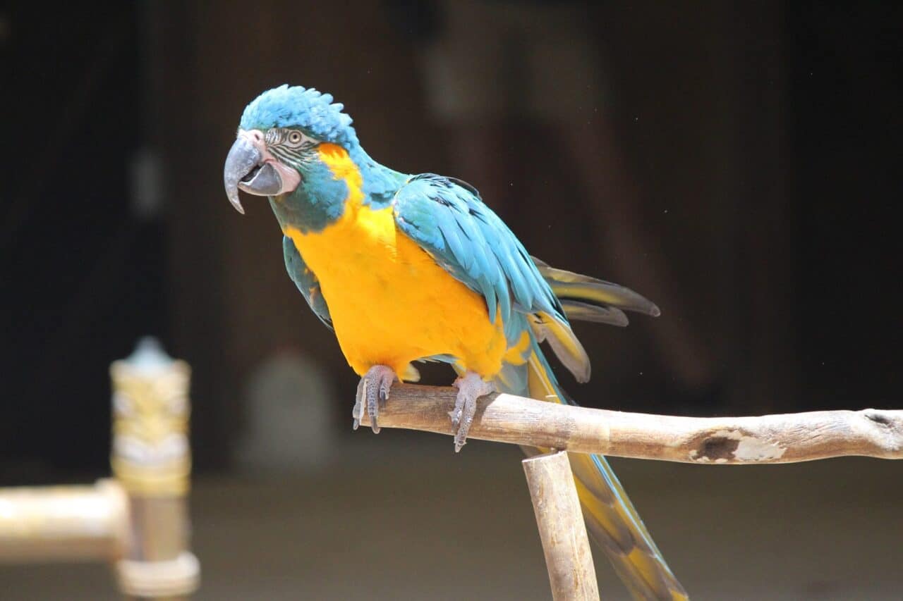 Blue Throated Macaw | Southwick's Zoo
