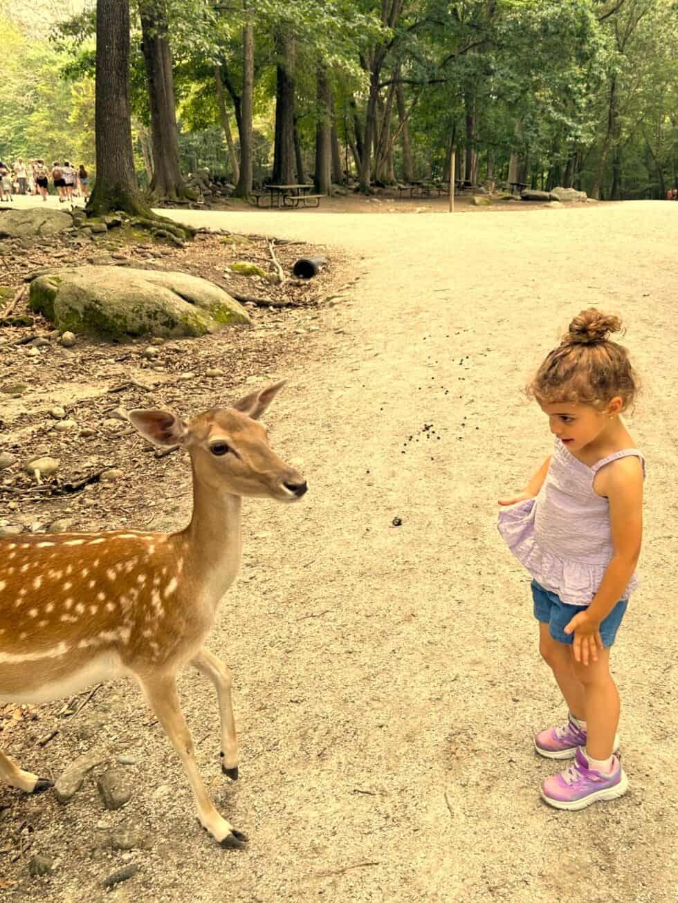 Home Page | Southwick's Zoo- It's More Than a Zoo, It's an Adventure!