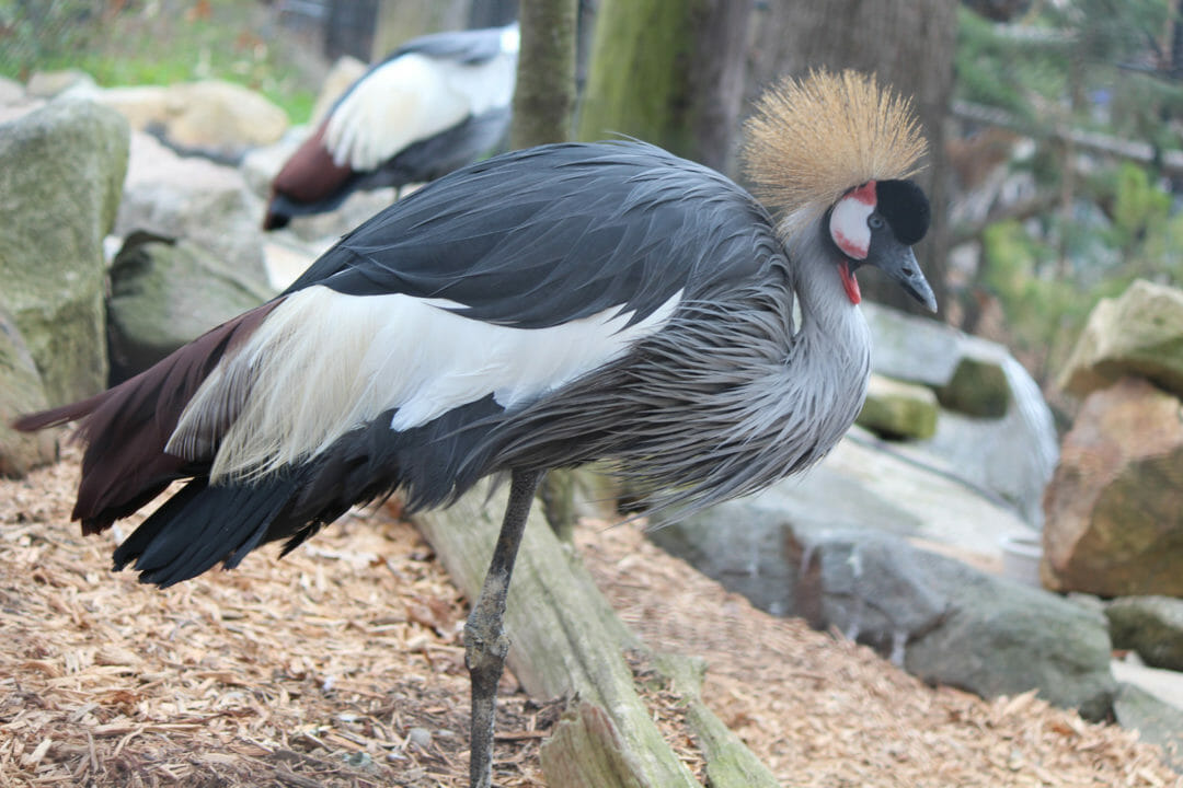 African Crowned Crane | Southwick's Zoo