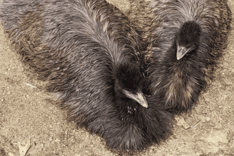 Emu | Southwick's Zoo