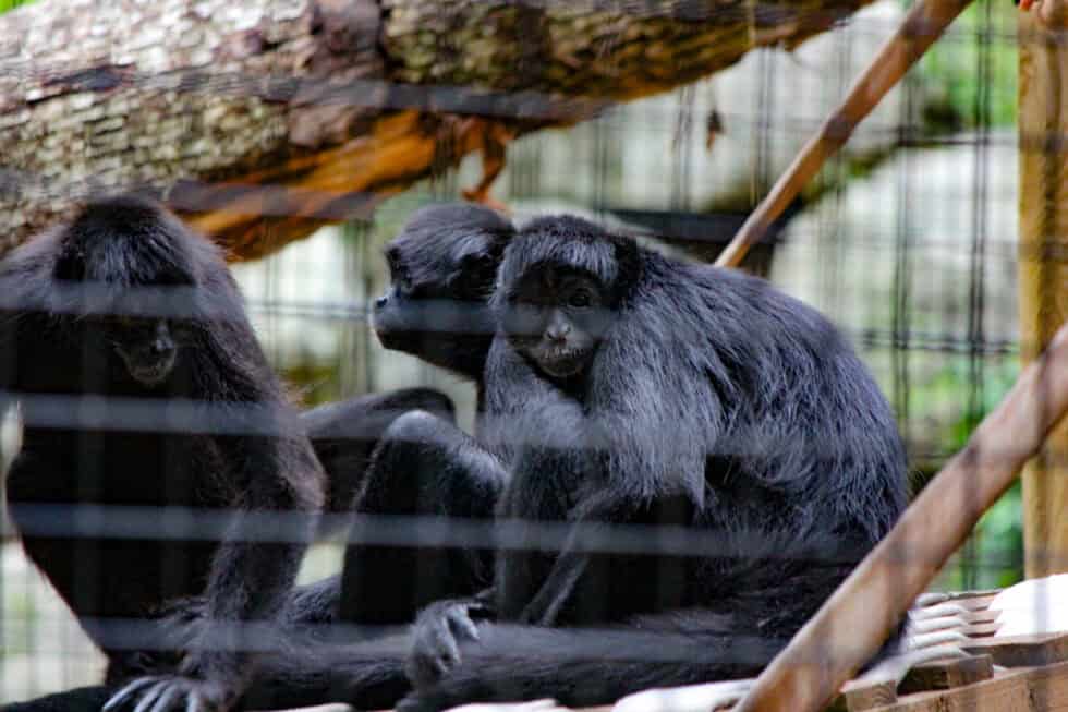 Spider Monkey | Southwick's Zoo