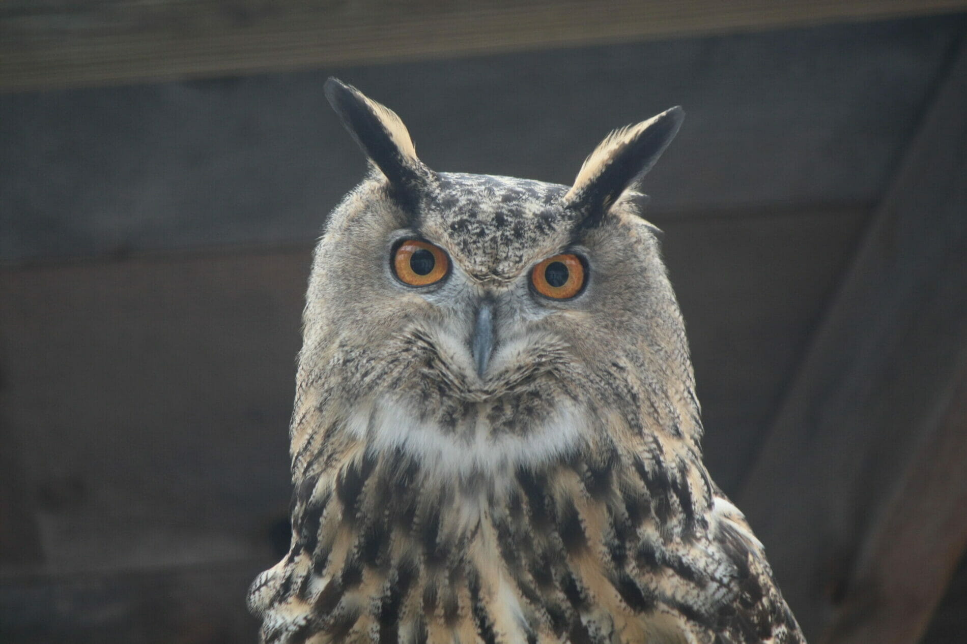 Our Animals | Southwick's Zoo - It's More Than A Zoo, It's an Adventure!