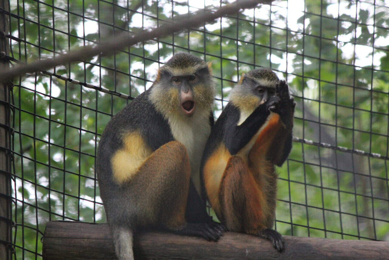Wolf's Guenon | Southwick's Zoo