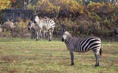 Home Page - Southwick's Zoo- It's More Than a Zoo, It's an Adventure!