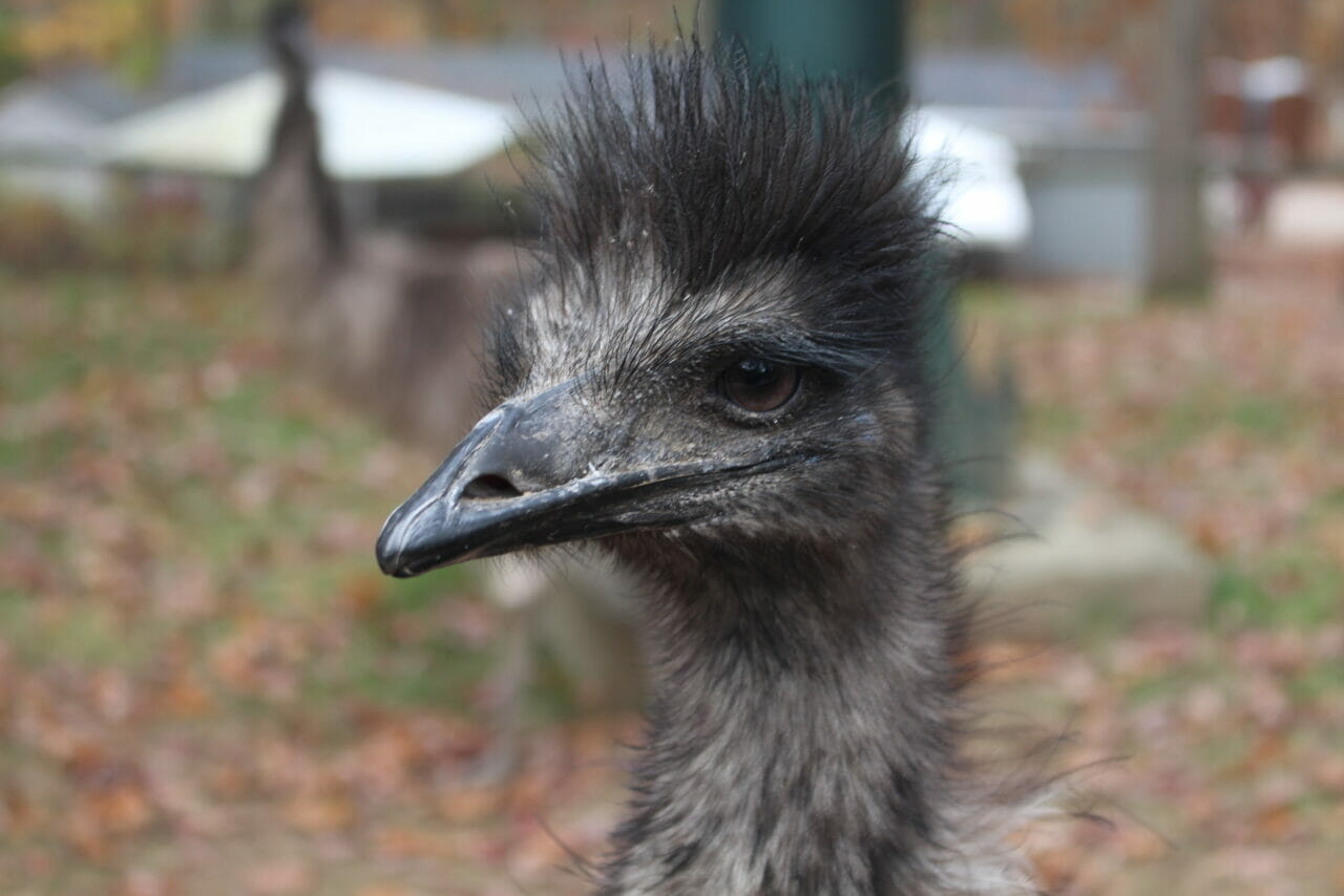 Emu | Southwick's Zoo