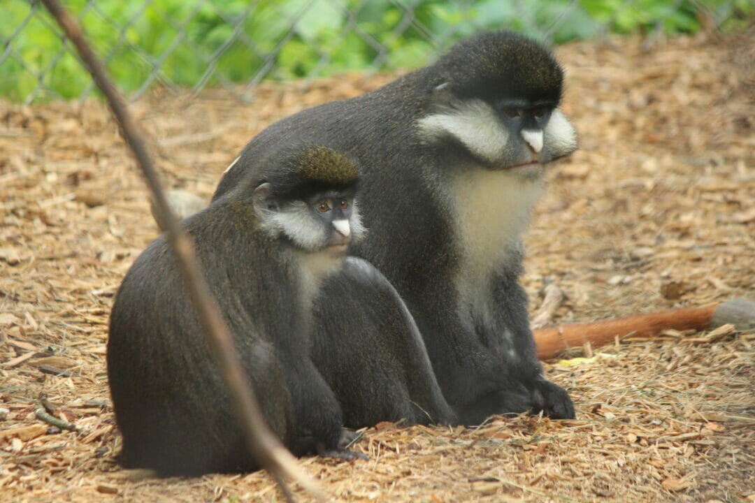 Schmidt's Guenon | Southwick's Zoo