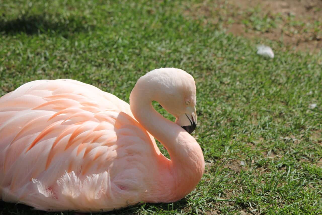 Chilean Flamingo | Southwick's Zoo