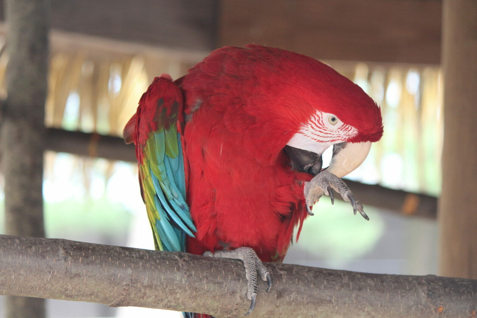 Our Animals | Southwick's Zoo - It's More Than A Zoo, It's an Adventure!