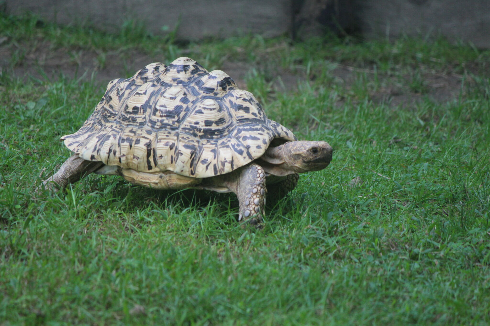 Leopard Tortoise | Southwick's Zoo
