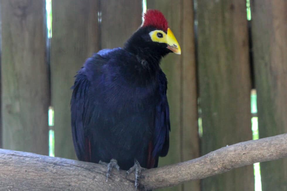 Lady Ross' Turaco | Southwick's Zoo