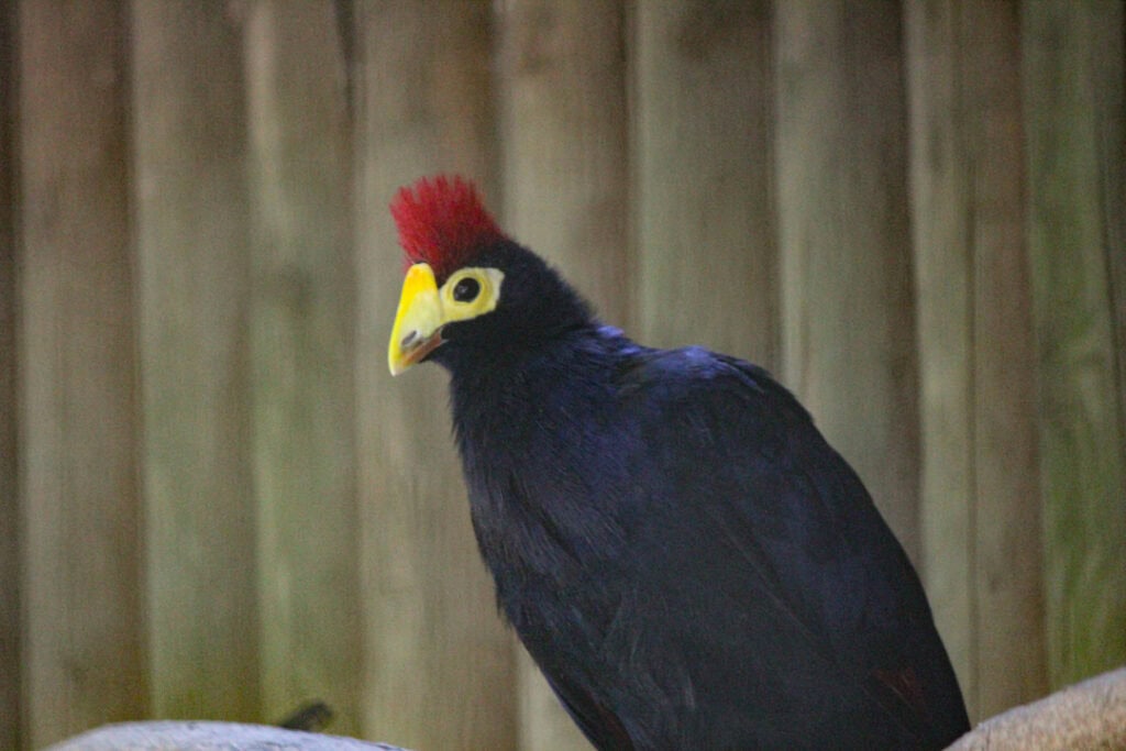 Lady Ross' Turaco | Southwick's Zoo