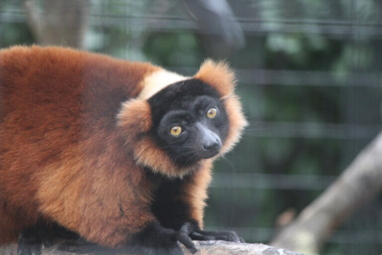Red Ruffed Lemur | Southwick's Zoo