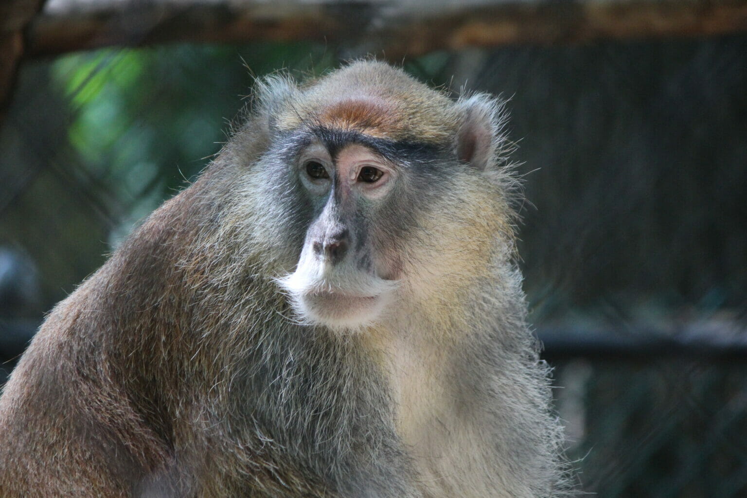 Patas Monkey | Southwick's Zoo