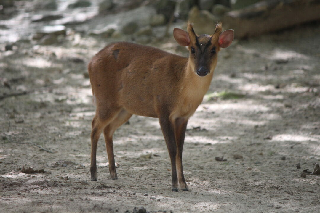 Reeve's Muntjac | Southwick's Zoo
