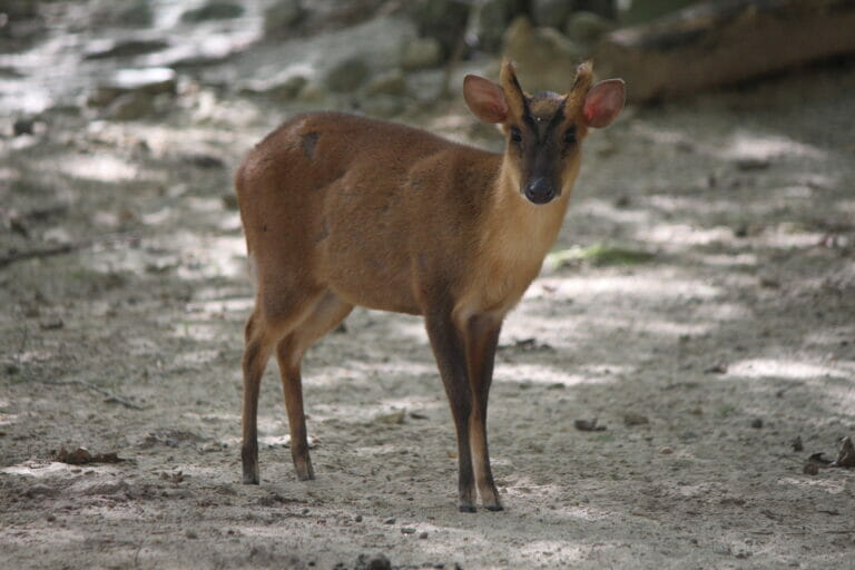Reeve's Muntjac | Southwick's Zoo