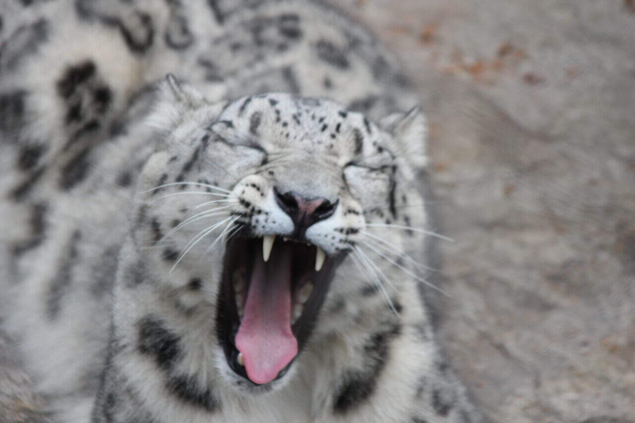 Snow Leopard | Southwick's Zoo