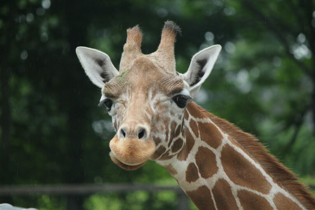 Reticulated Giraffe | Southwick's Zoo