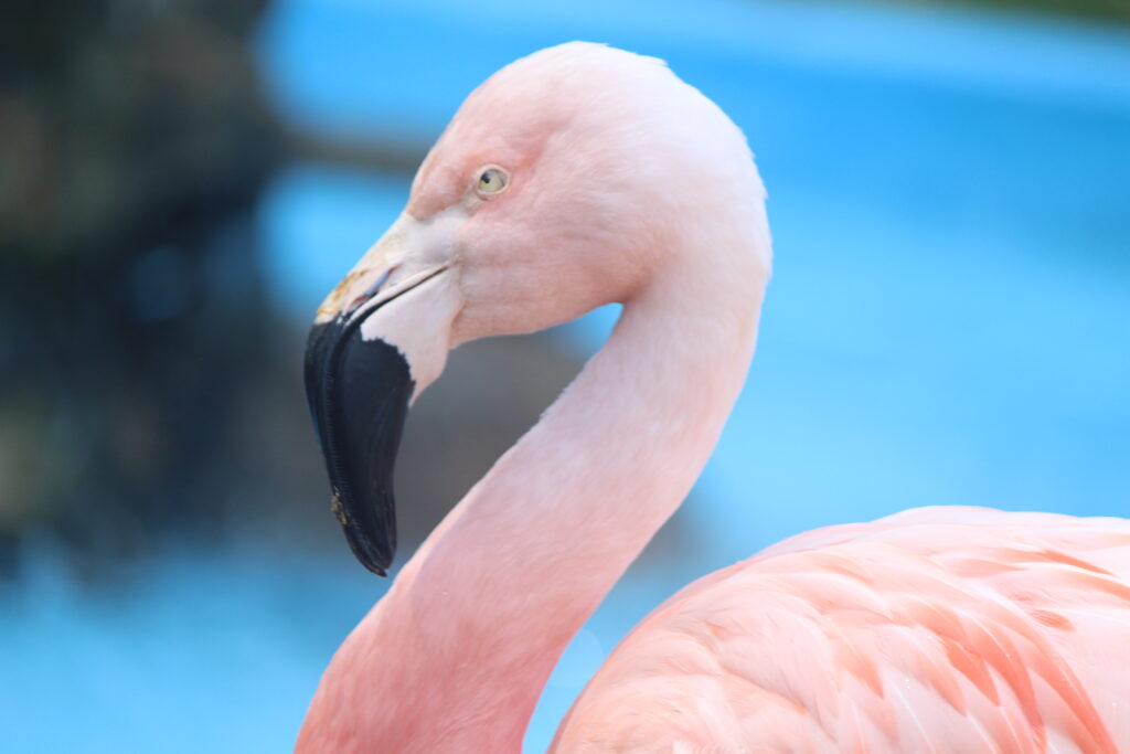 Chilean Flamingo | Southwick's Zoo