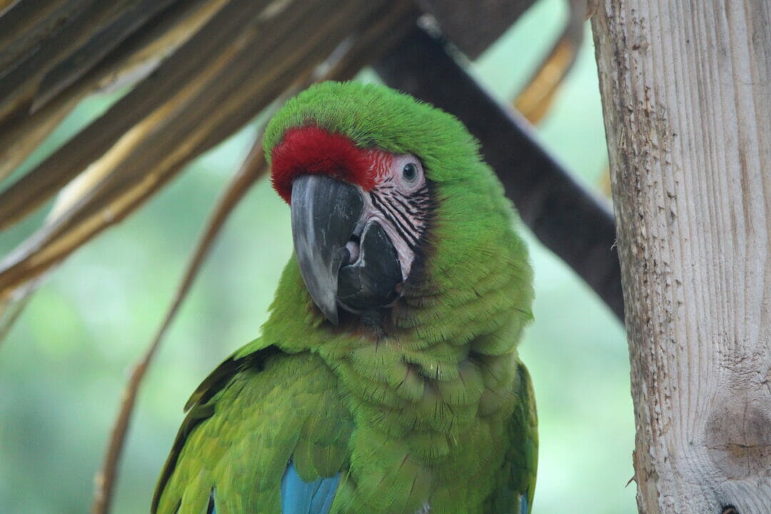 Great Green Macaw | Southwick's Zoo