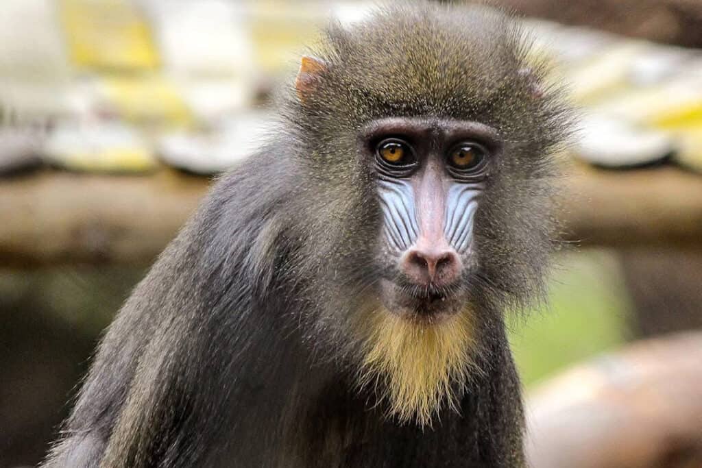 Mandrill | Southwick's Zoo