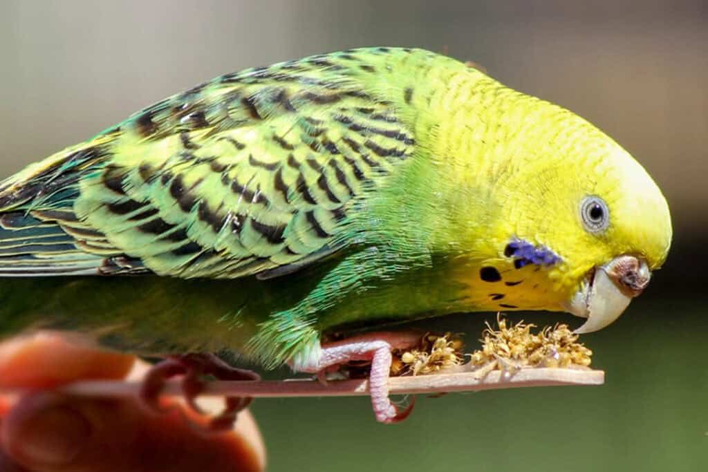 Parakeet | Southwick's Zoo