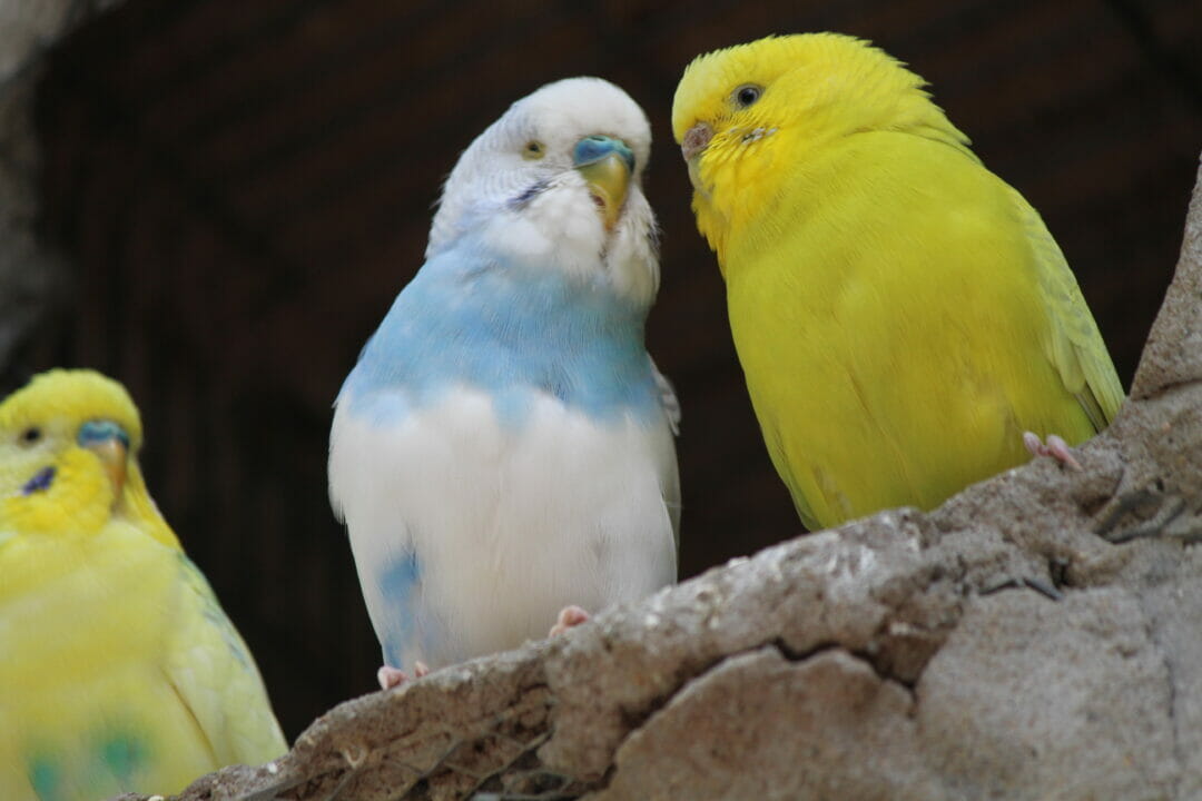 Parakeet | Southwick's Zoo