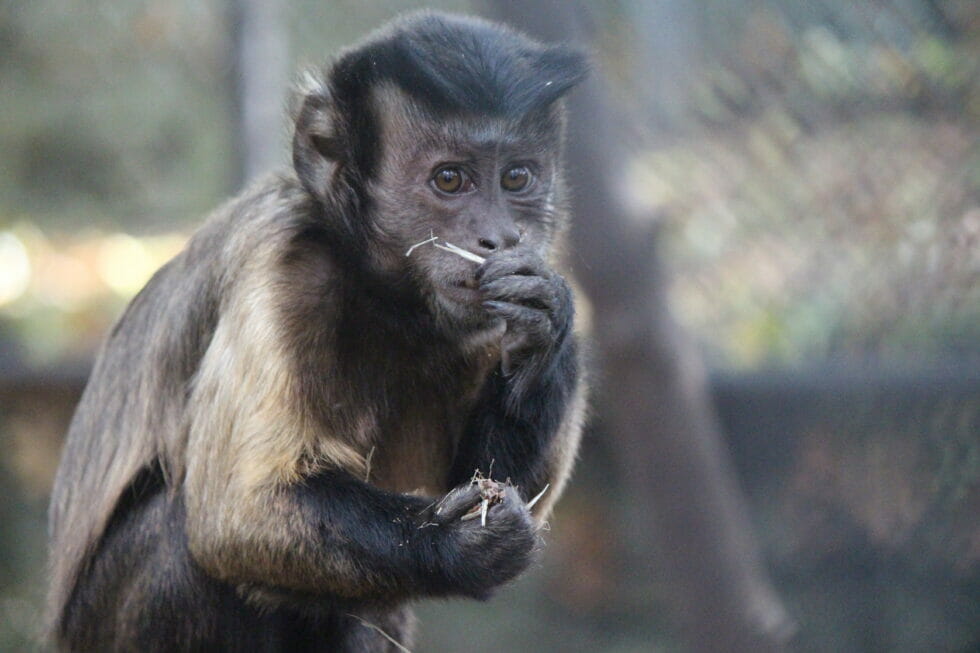 Black Capped Capuchin - Southwick's Zoo