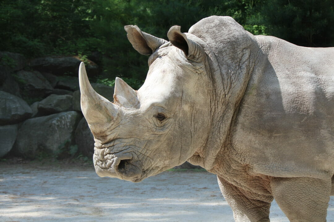 White Rhinoceros | Southwick's Zoo