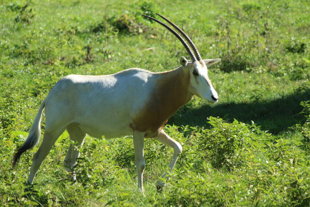 Scimitar Horned Oryx | Southwick's Zoo
