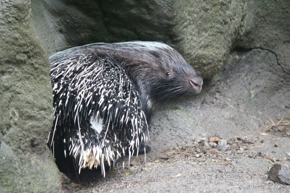 Cape Porcupine | Southwick's Zoo