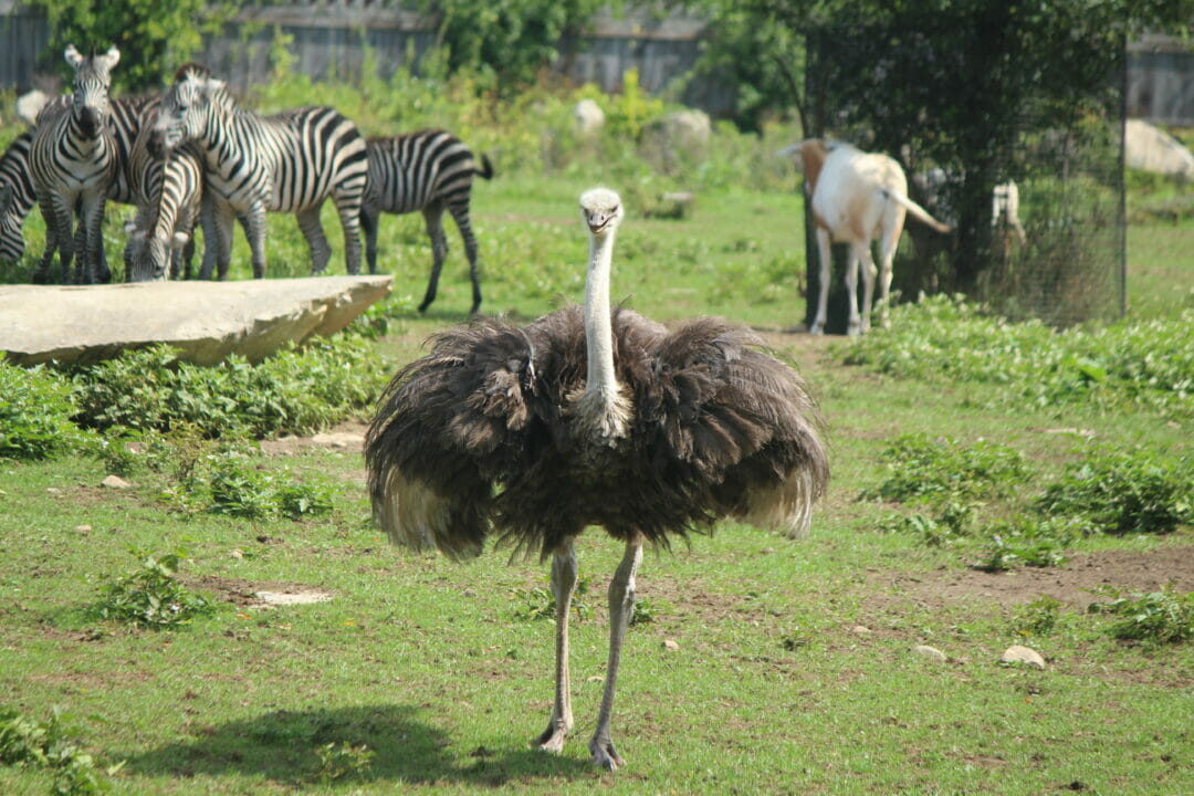 Ostrich | Southwick's Zoo