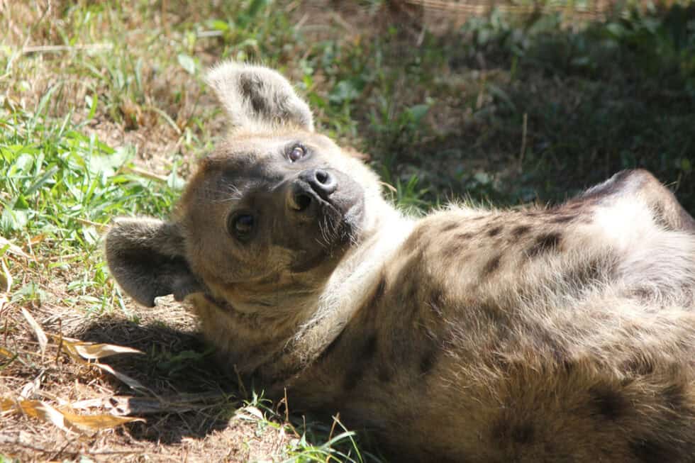 Spotted Hyena | Southwick's Zoo