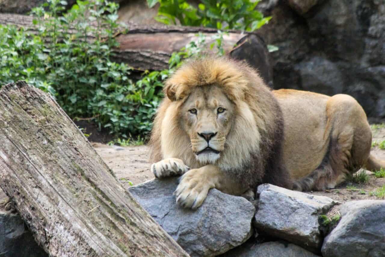 Visitor Info | Southwick's Zoo