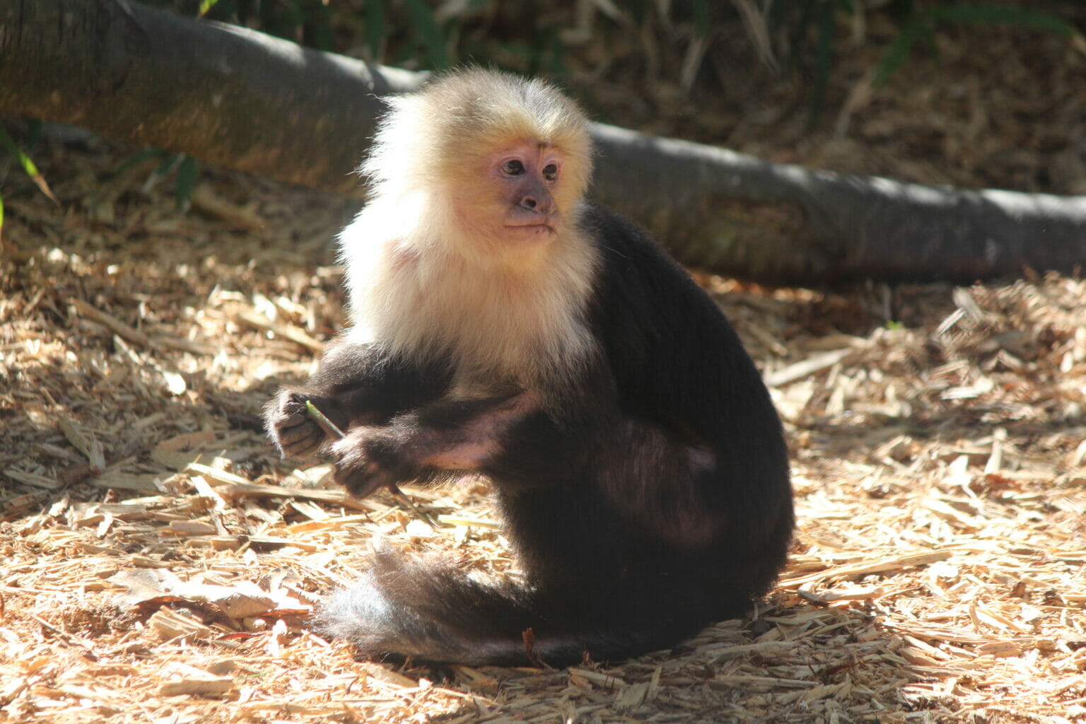 White Faced Capuchin | Southwick's Zoo