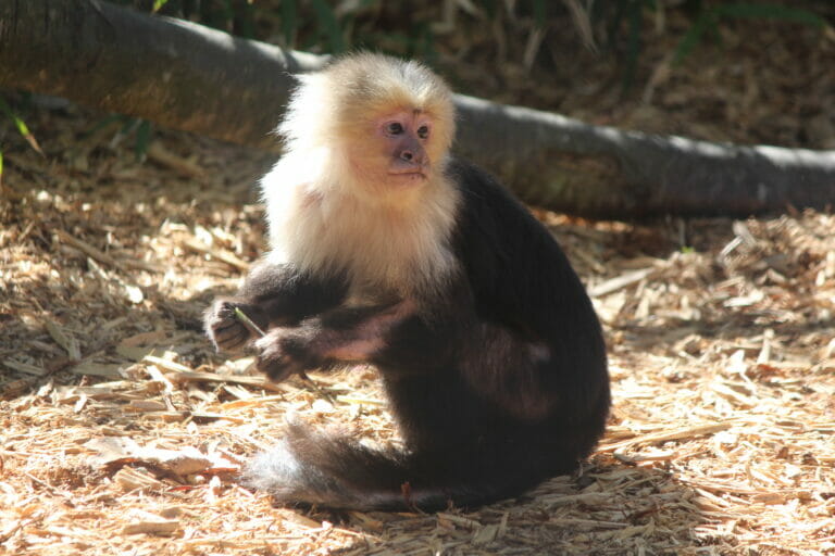 White Faced Capuchin | Southwick's Zoo