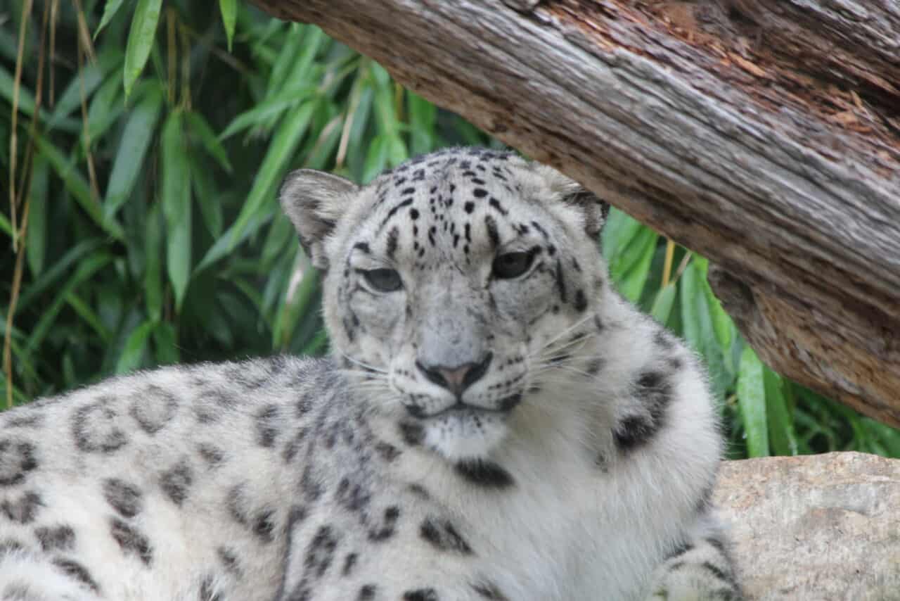 Snow Leopard | Southwick's Zoo