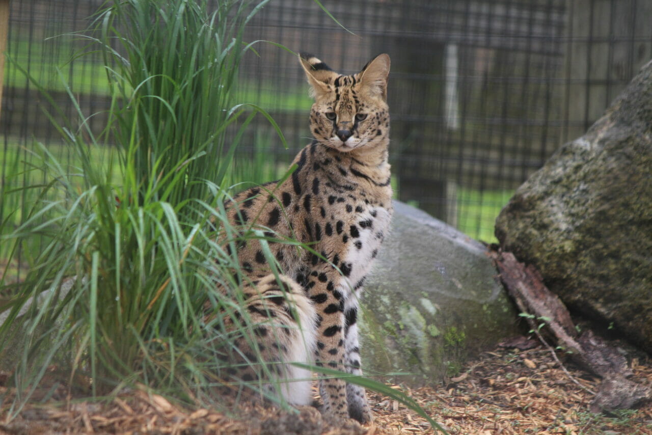 Serval | Southwick's Zoo